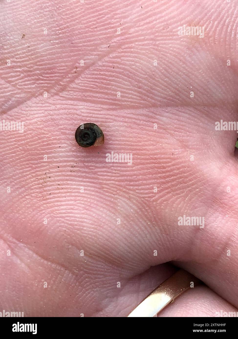 Gyro Snails (Gyraulus) Mollusca Stock Photo - Alamy