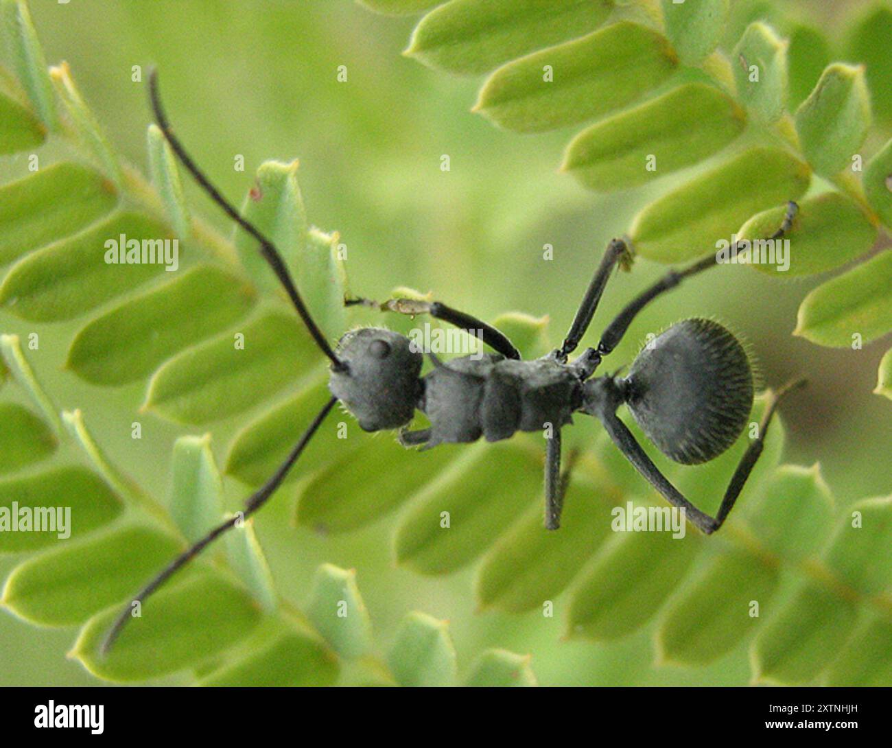Savanna Spiny Sugar Ant (Polyrhachis schistacea) Insecta Stock Photo ...
