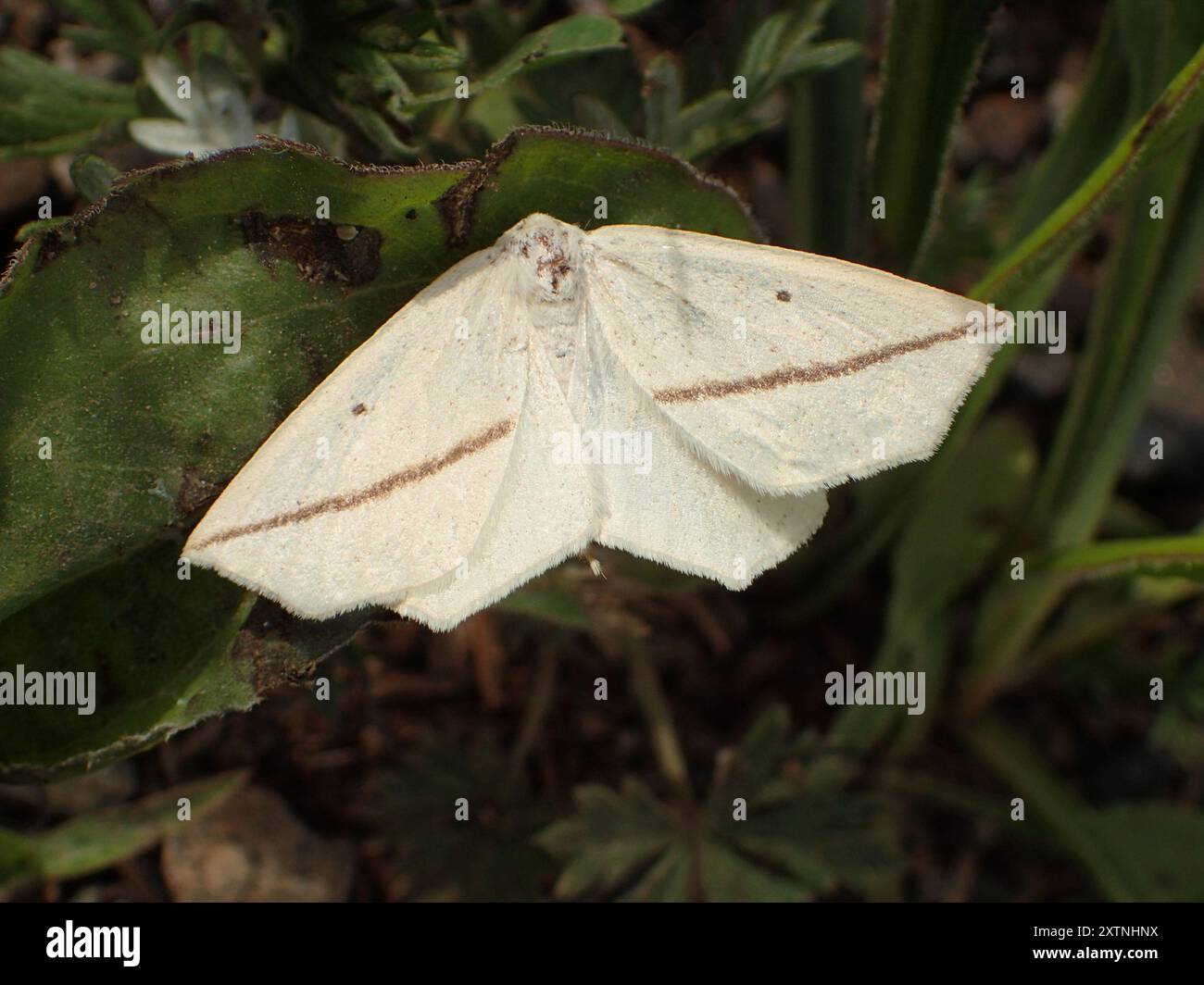 Yellow Slant-line (Tetracis crocallata) Insecta Stock Photo - Alamy