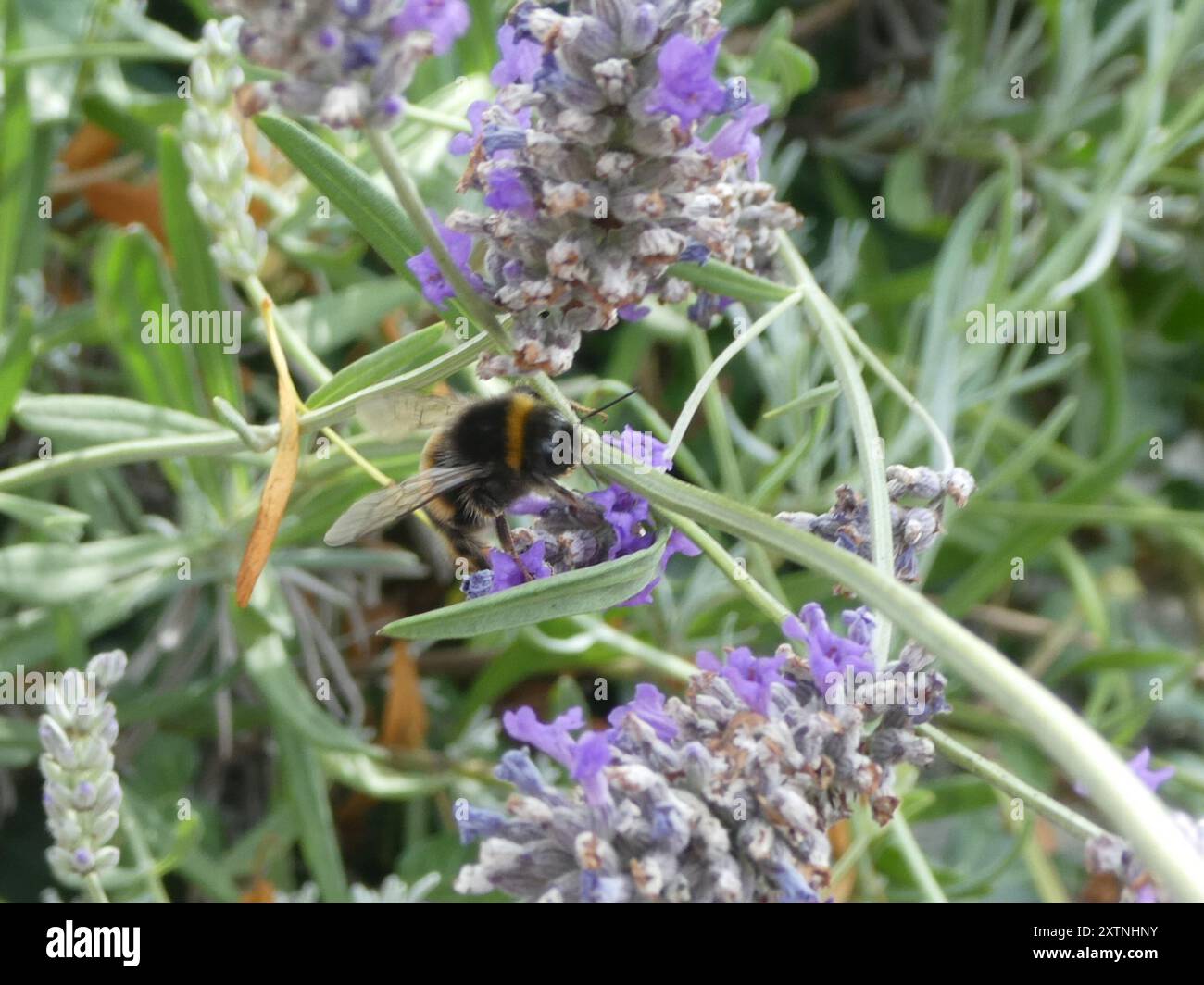 White-tailed Bumble Bee (Bombus lucorum) Insecta Stock Photo - Alamy