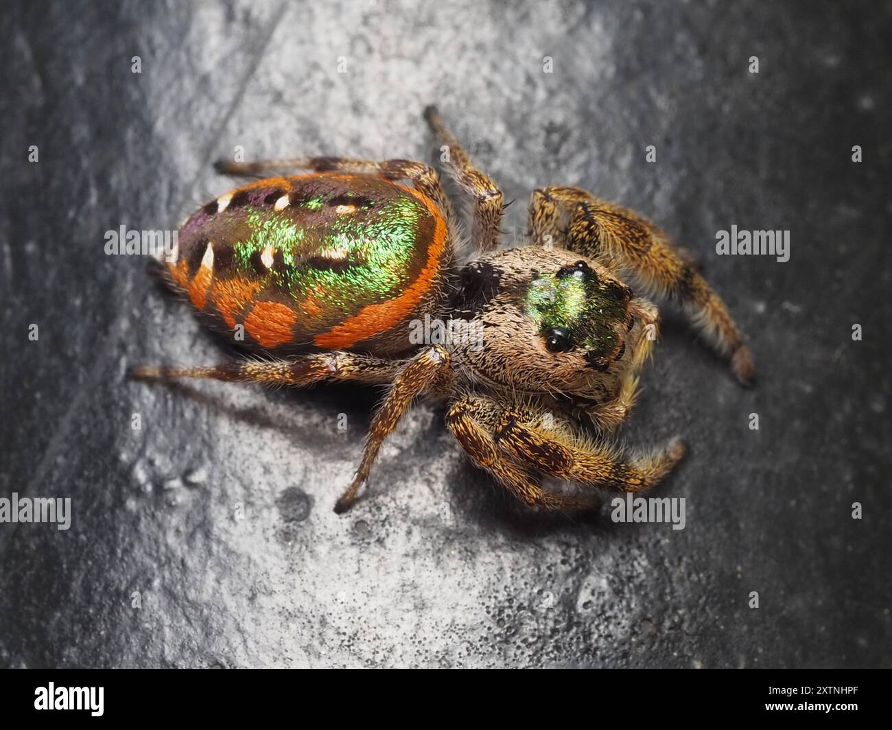 Golden Jumping Spider (Paraphidippus aurantius) Arachnida Stock Photo ...