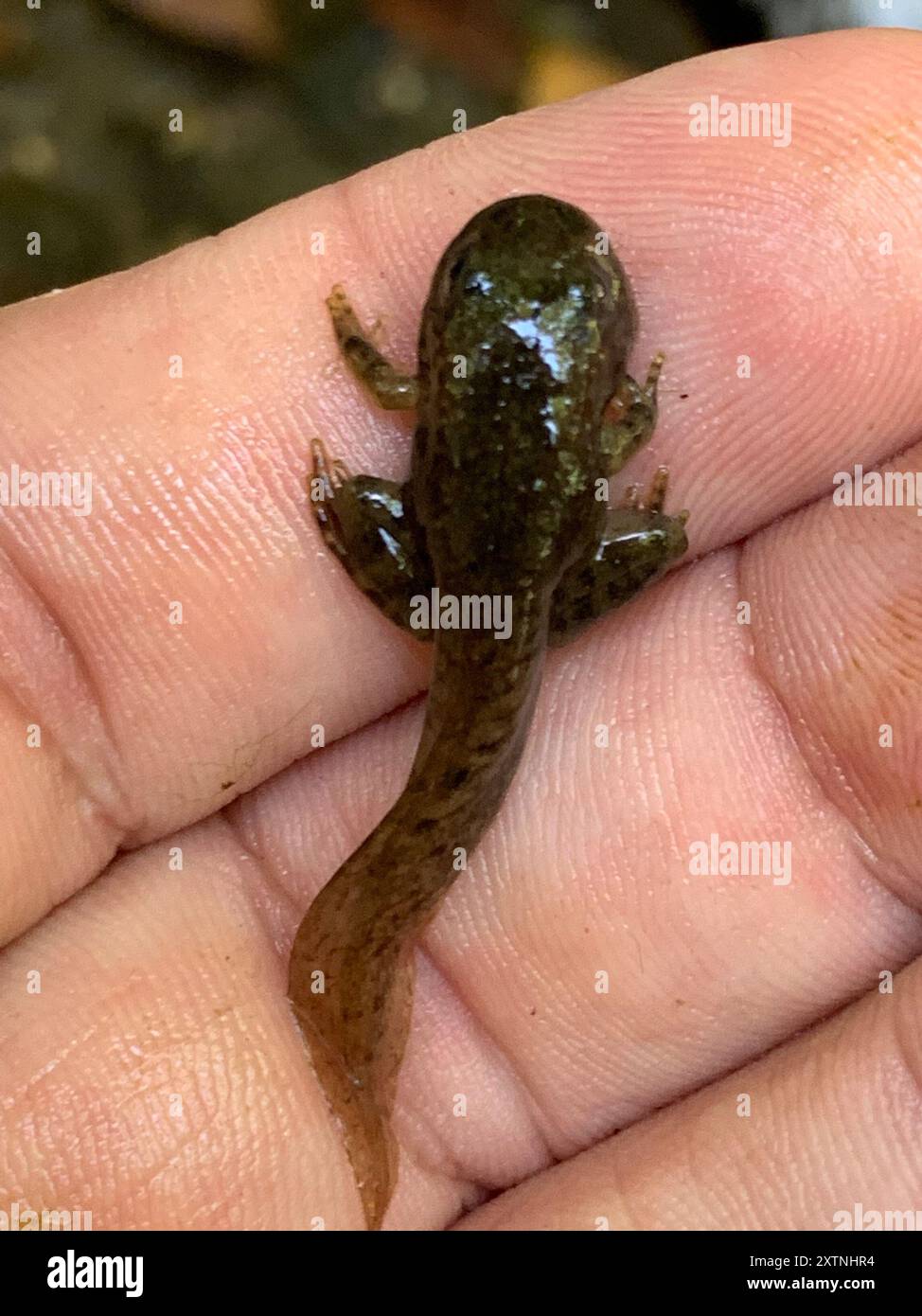 Foothill Yellow-legged Frog (Rana boylii) Amphibia Stock Photo - Alamy