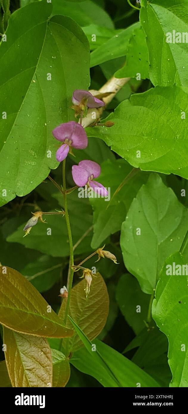 creeping beggarweed (Desmodium incanum) Plantae Stock Photo - Alamy
