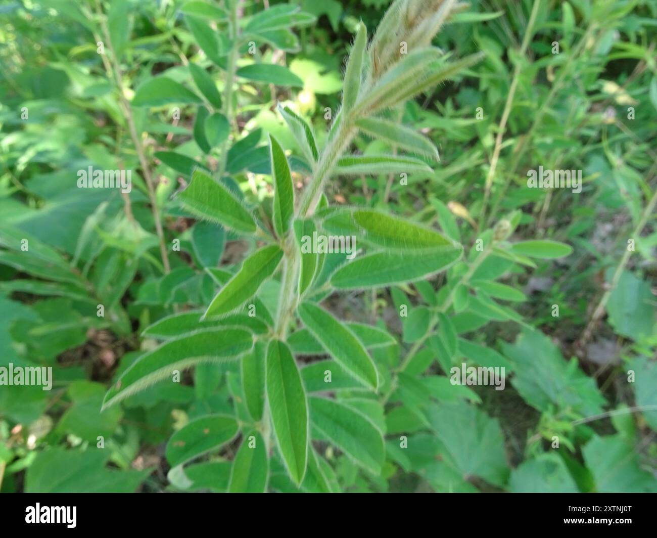 round-headed bush clover (Lespedeza capitata) Plantae Stock Photo - Alamy