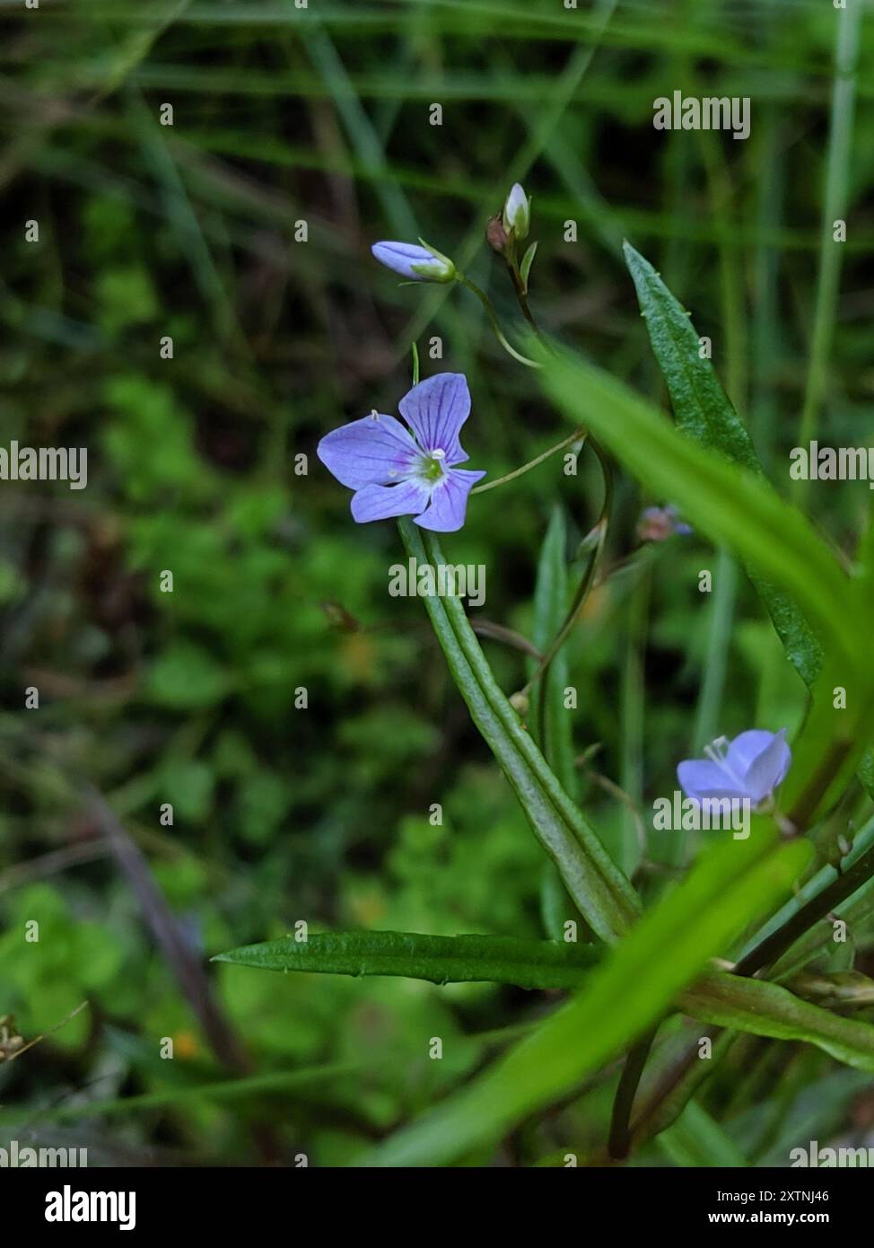 Marsh Speedwell (Veronica scutellata) Plantae Stock Photo - Alamy
