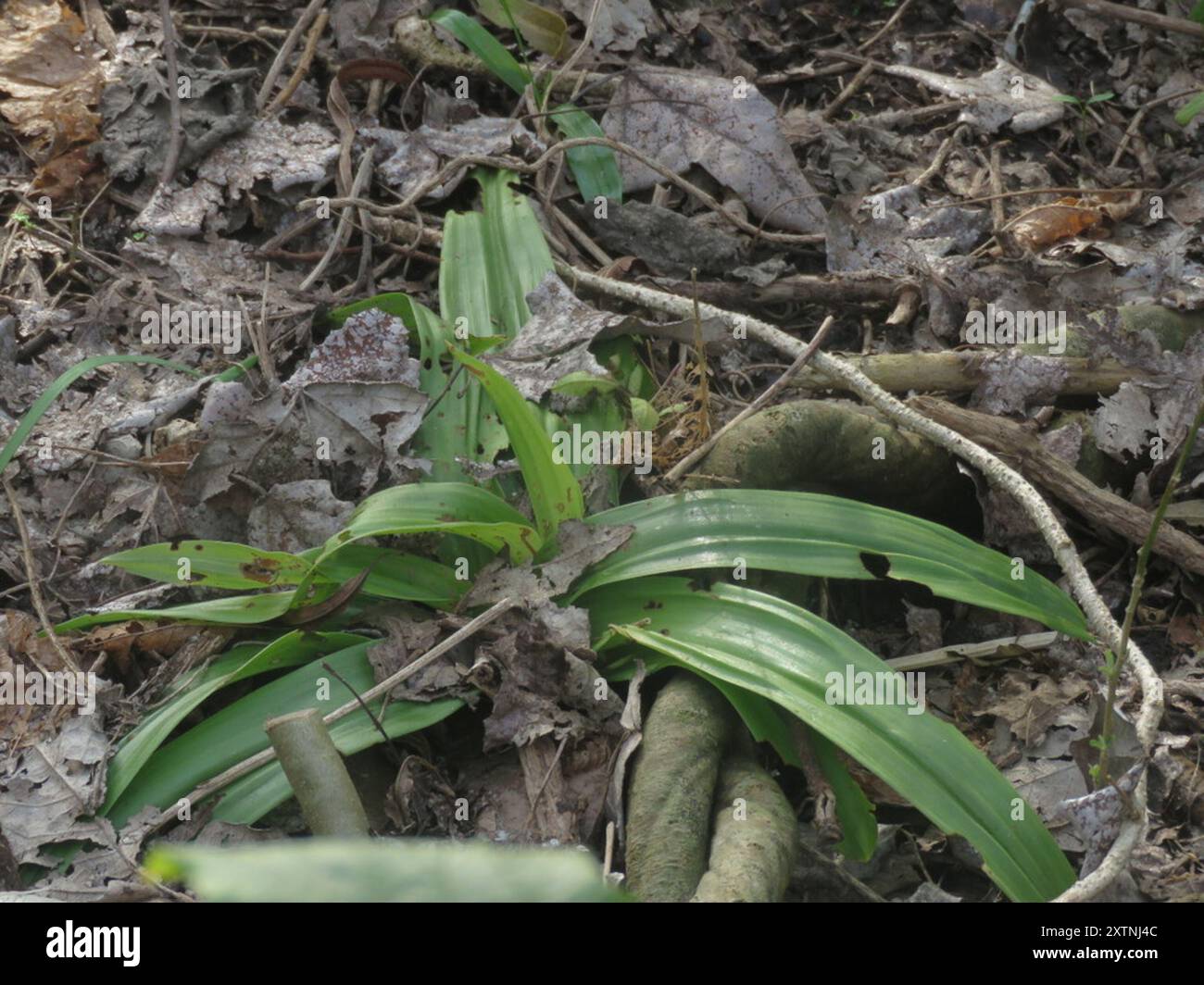 (Chloraea membranacea) Plantae Stock Photo - Alamy