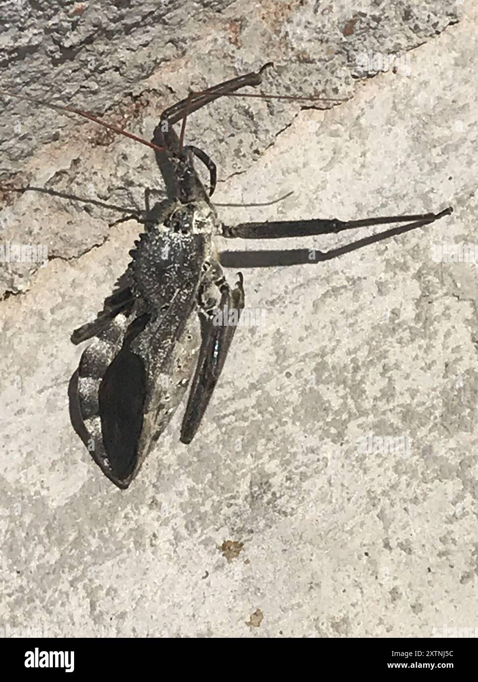 North American Wheel Bug (Arilus cristatus) Insecta Stock Photo - Alamy