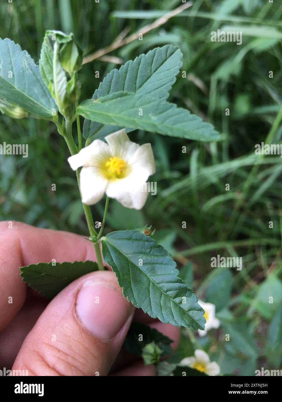 Cuban jute (Sida rhombifolia) Plantae Stock Photo - Alamy