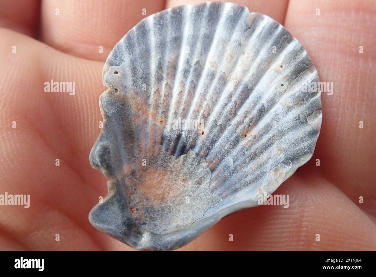 Spiny scallop hi-res stock photography and images - Alamy