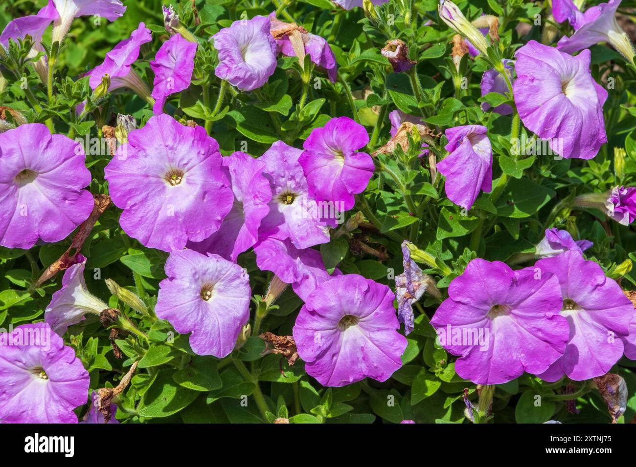 Petunia CARPET NEPTUNE MIX at Mercer Arboretum and Botanical Gardens ...