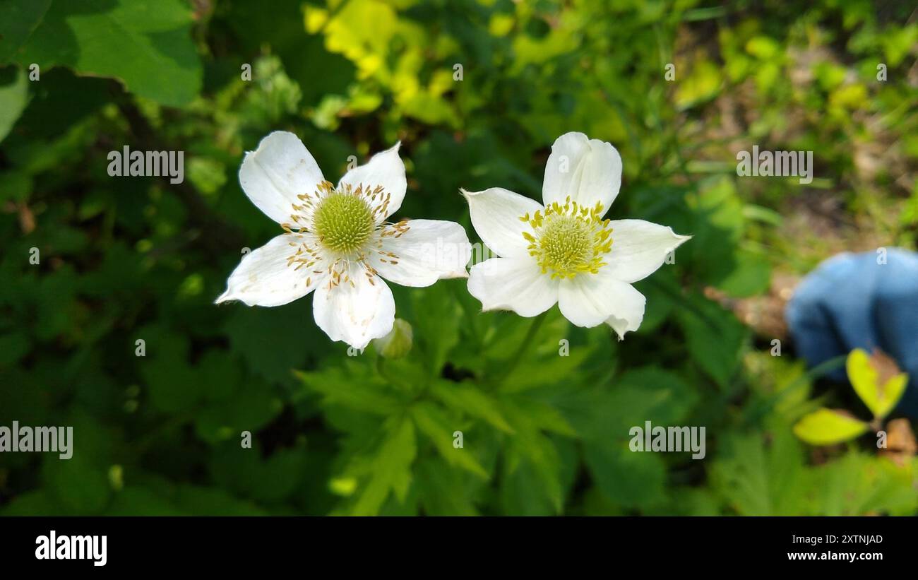 tall thimbleweed (Anemone virginiana) Plantae Stock Photo - Alamy
