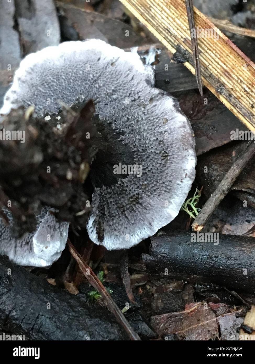 Black Tooth (Phellodon niger) Fungi Stock Photo - Alamy