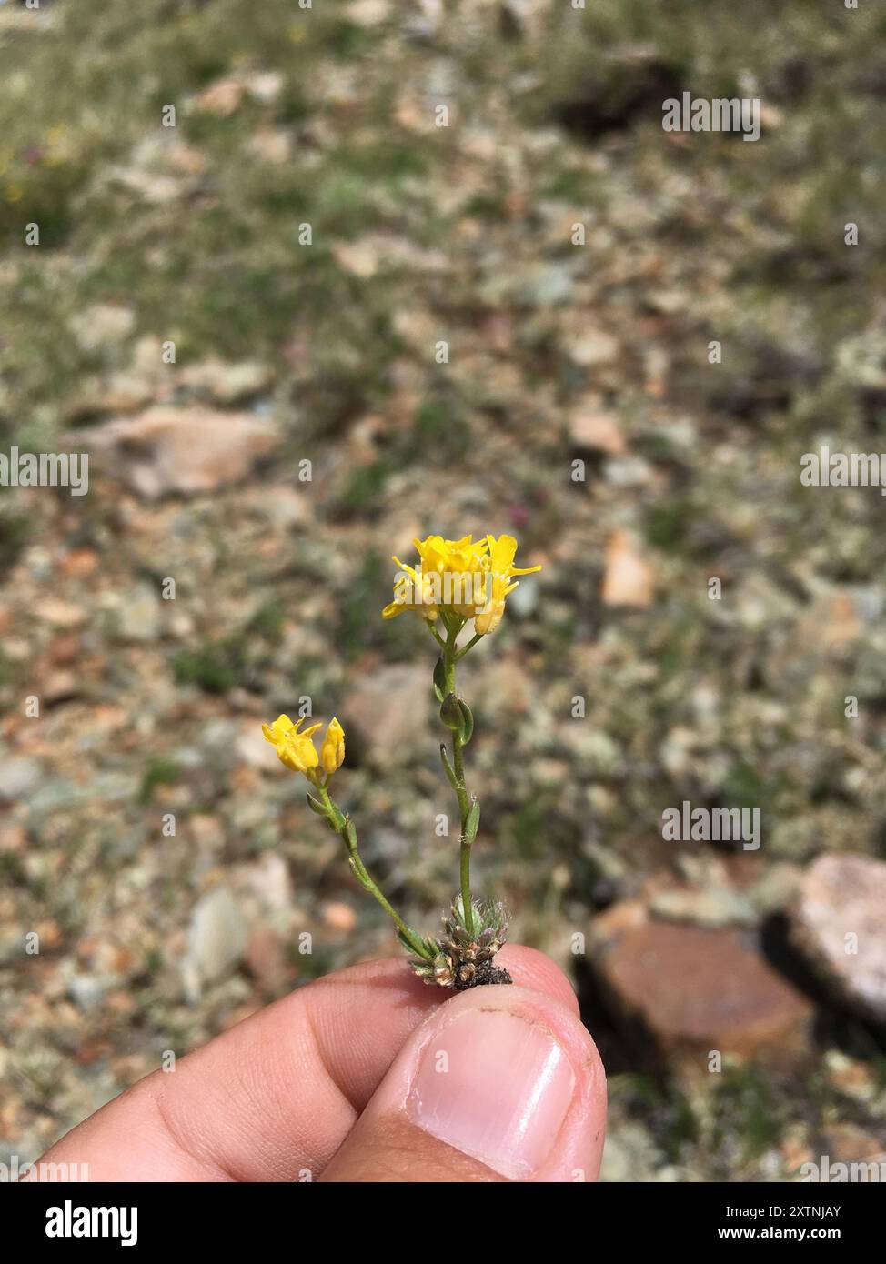 Heil's Alpine Whitlowgrass (Draba heilii) Plantae Stock Photo - Alamy