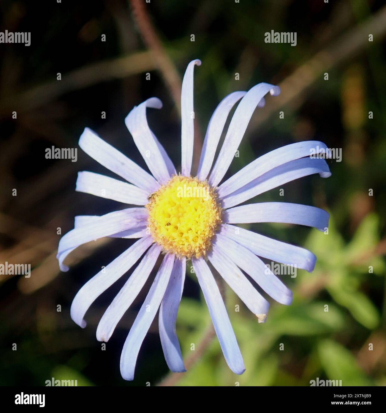Soft Felicia (Felicia amoena) Plantae Stock Photo - Alamy