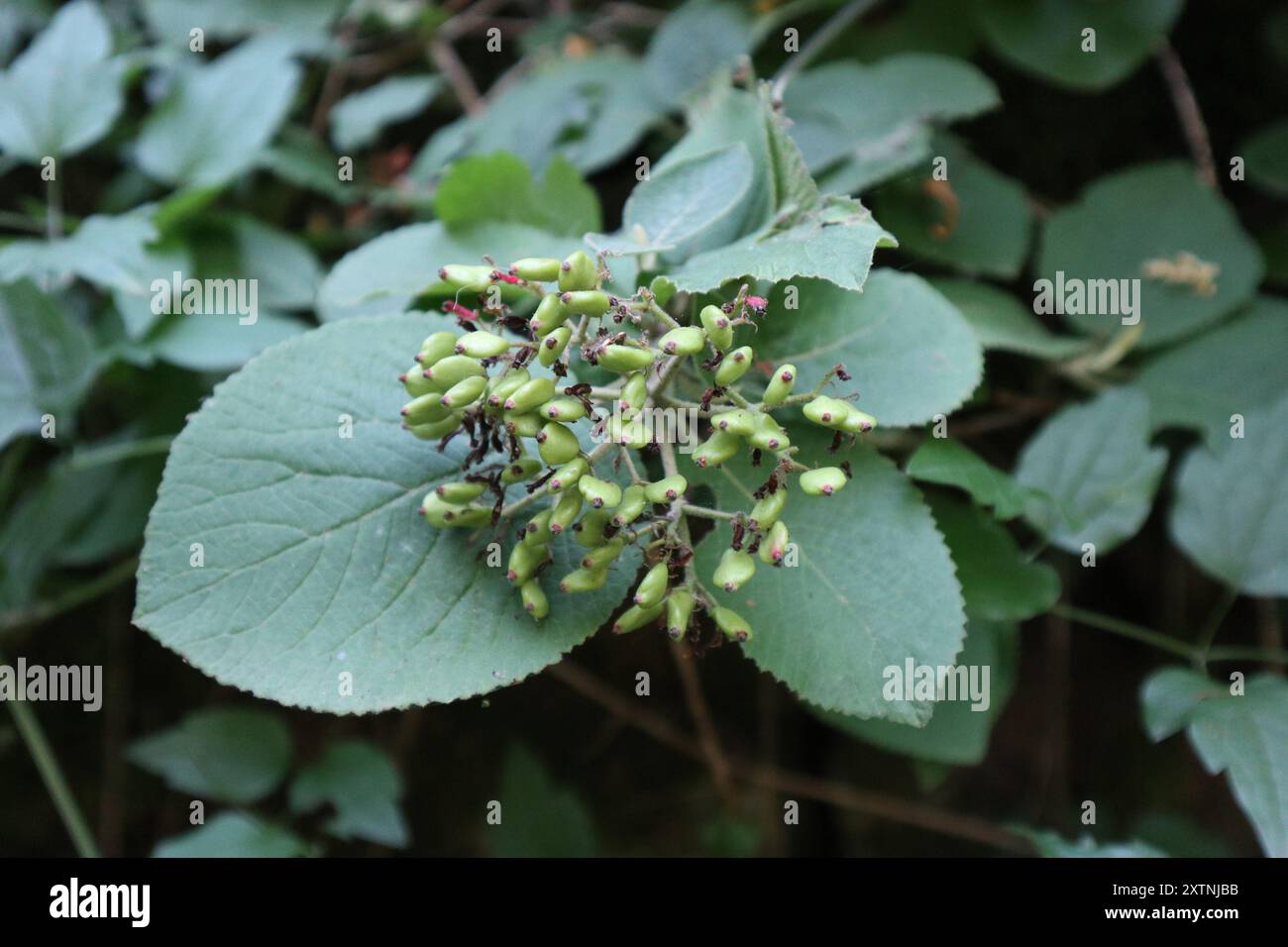 Wayfaring-tree (Viburnum lantana) Plantae Stock Photo - Alamy