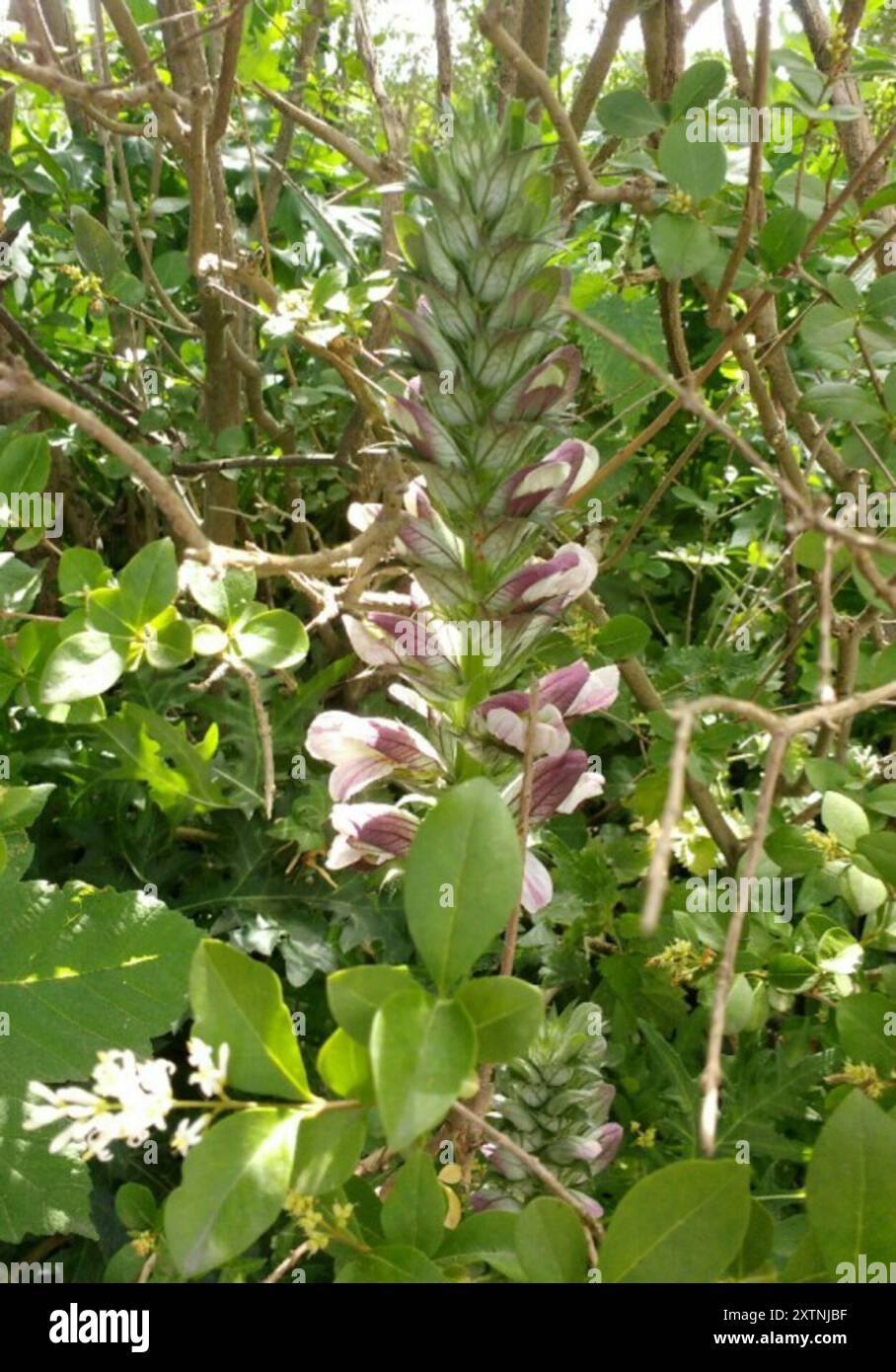 Bear's breeches (Acanthus mollis) Plantae Stock Photo - Alamy