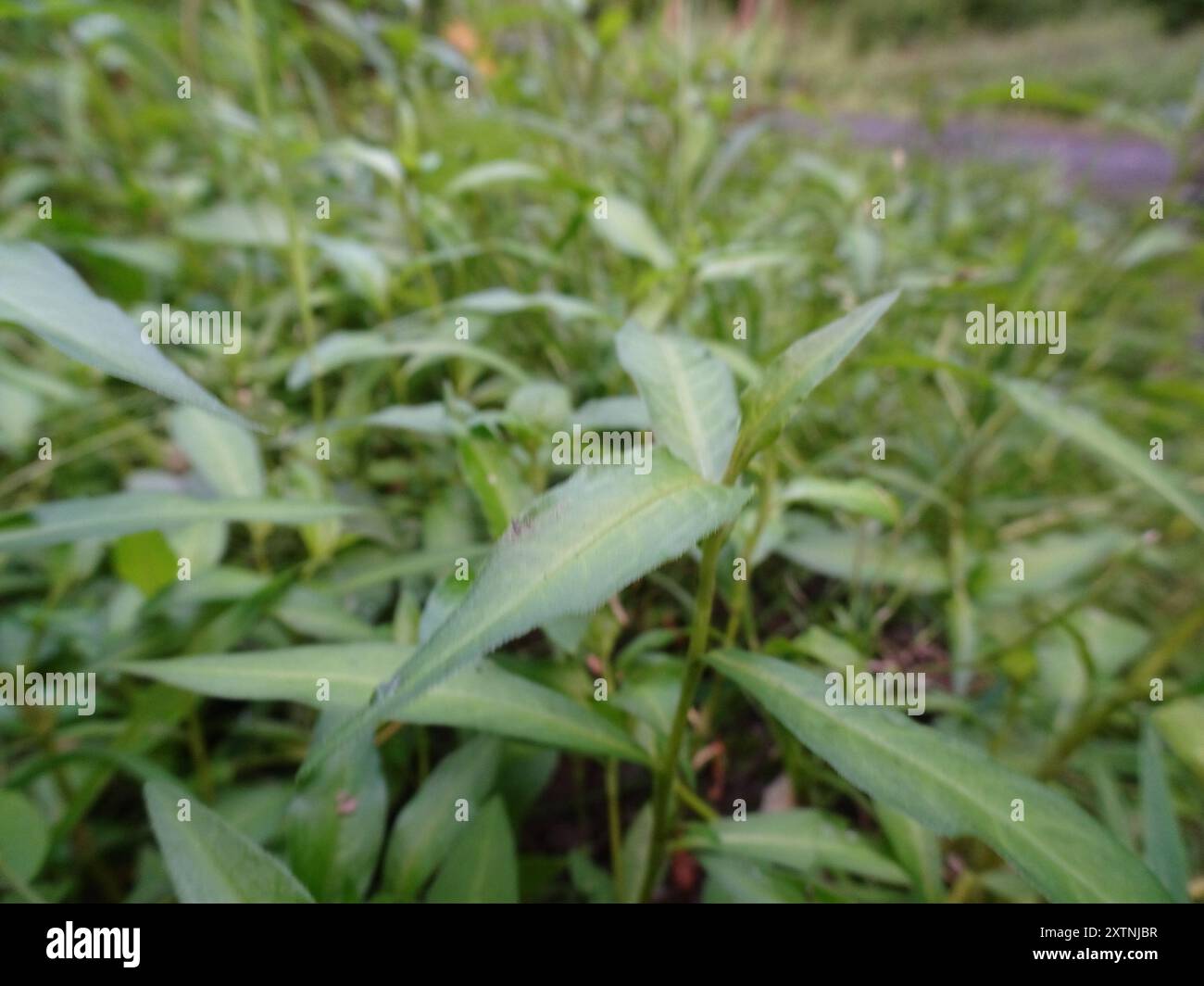 waterpepper (Persicaria hydropiper) Plantae Stock Photo - Alamy