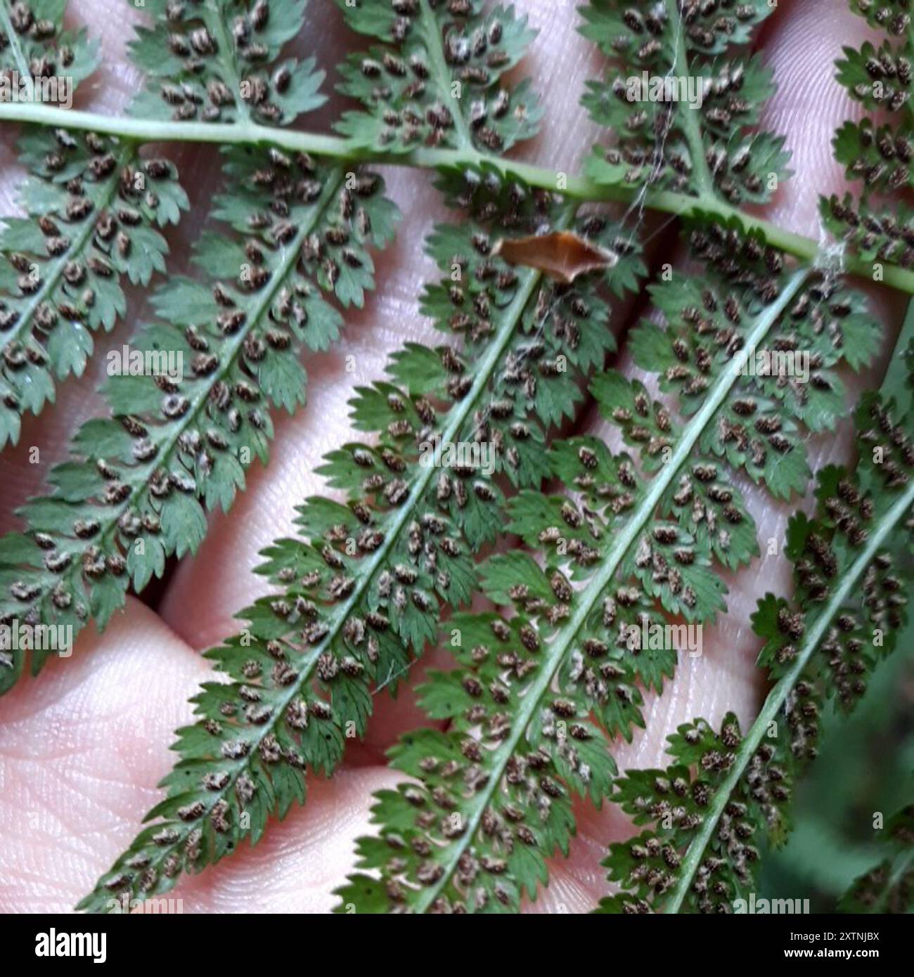 lady fern (Athyrium filix-femina) Plantae Stock Photo - Alamy