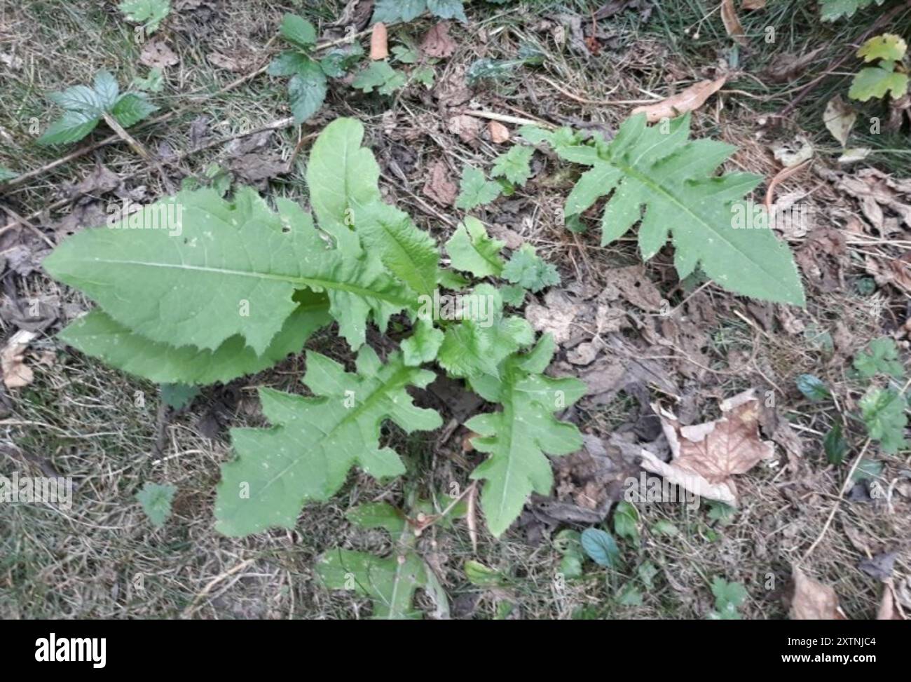 Cabbage Thistle (Cirsium oleraceum) Plantae Stock Photo - Alamy