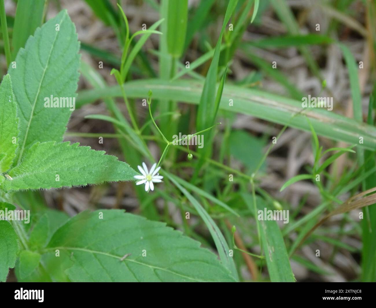 long-leaved starwort (Stellaria longifolia) Plantae Stock Photo - Alamy