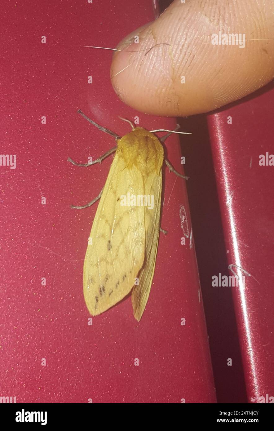 Isabella Tiger Moth (Pyrrharctia isabella) Insecta Stock Photo - Alamy