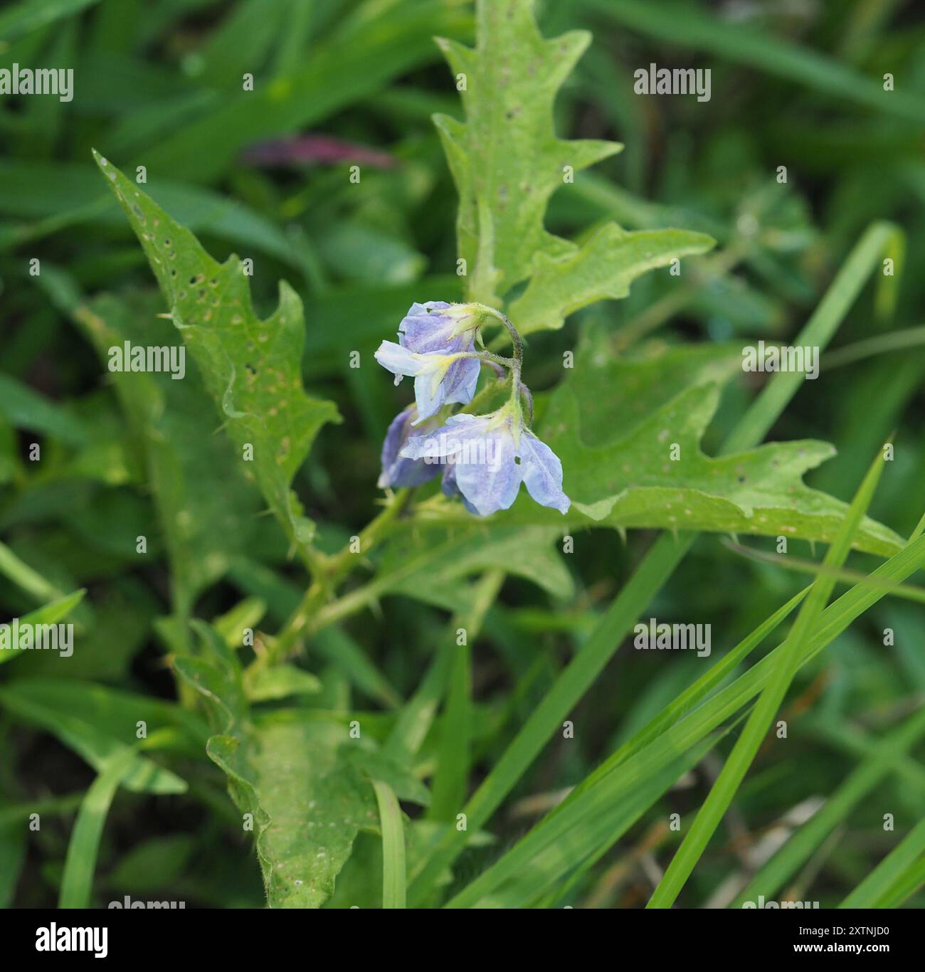 Carolina horsenettle (Solanum carolinense) Plantae Stock Photo - Alamy