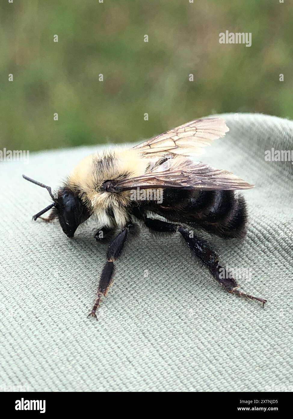 Two-spotted Bumble Bee (Bombus bimaculatus) Insecta Stock Photo - Alamy