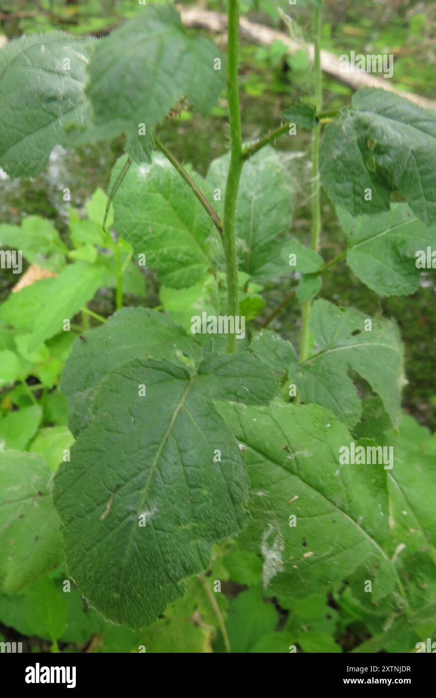 charlock (Mutarda arvensis) Plantae Stock Photo - Alamy