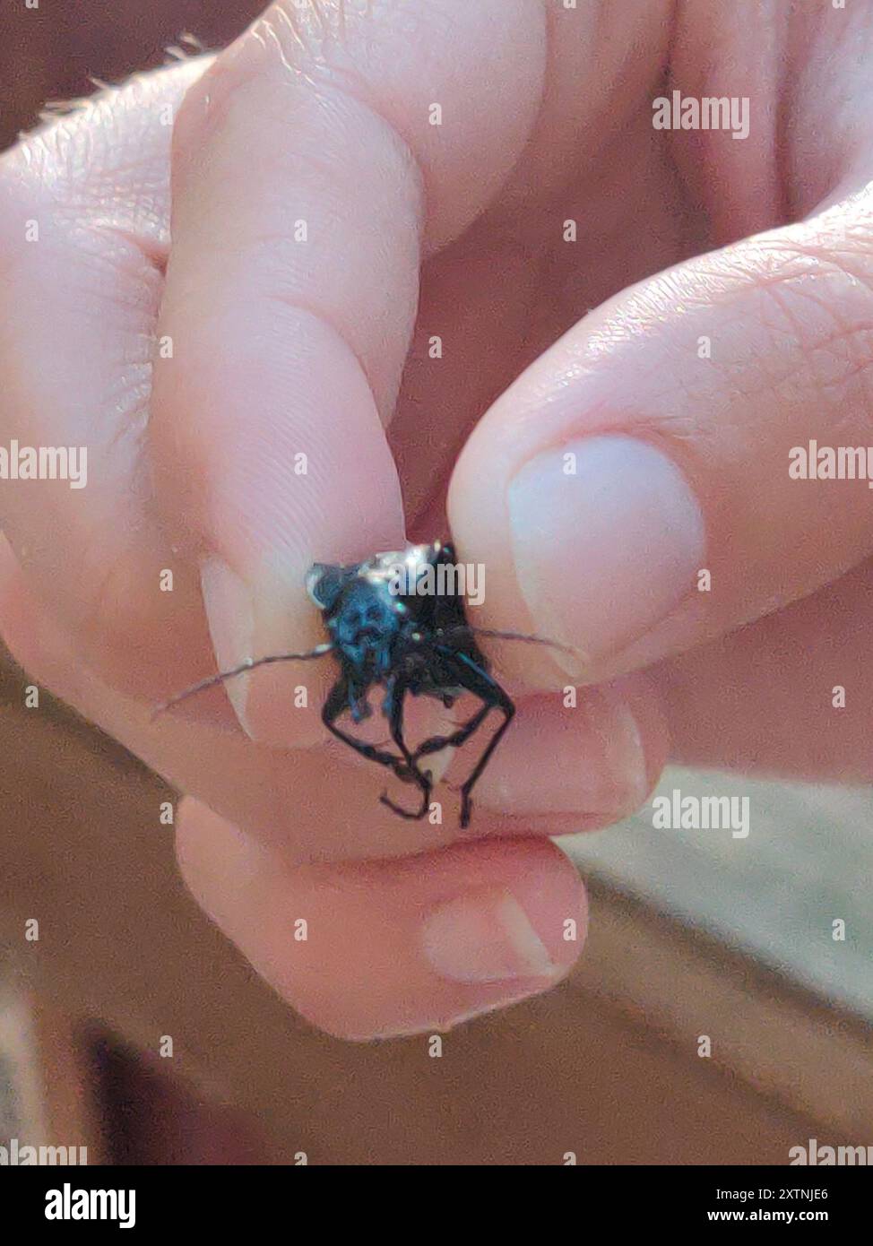 (Dicaelus dilatatus) Insecta Stock Photo - Alamy