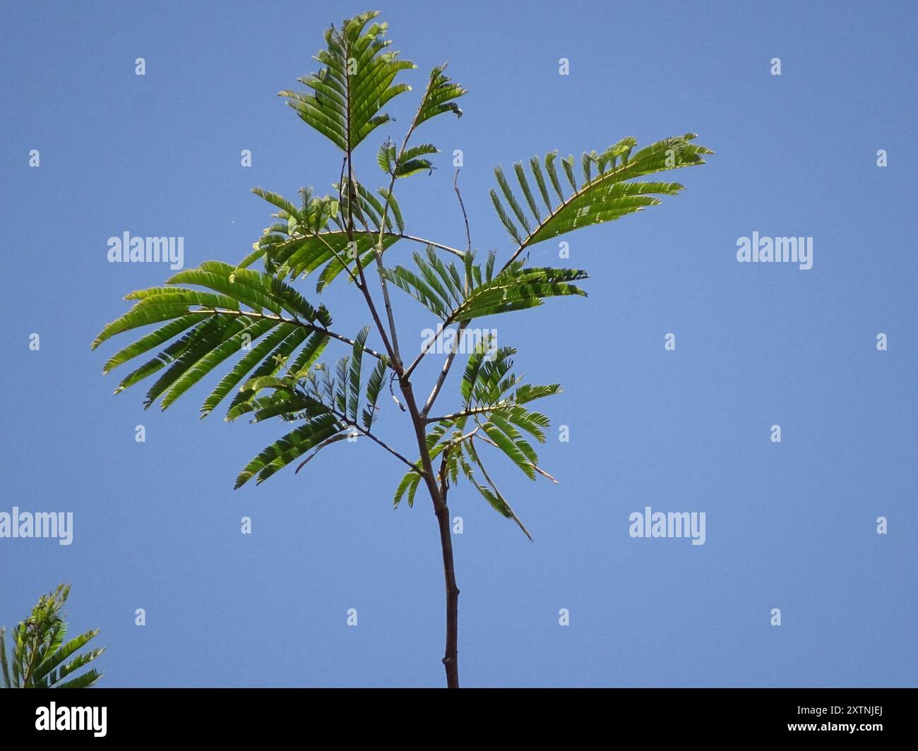 (Senegalia caesia) Plantae Stock Photo - Alamy