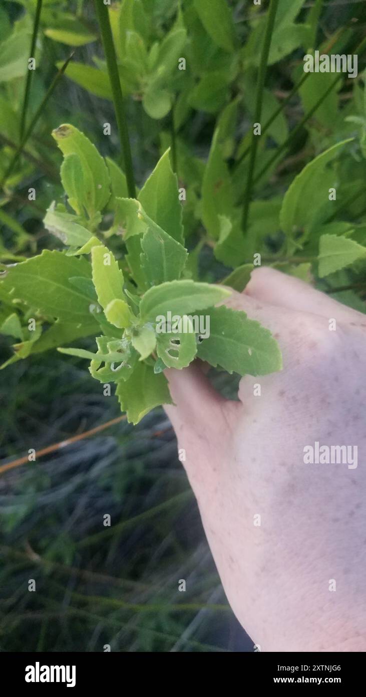 plants (Plantae) Plantae Stock Photo - Alamy