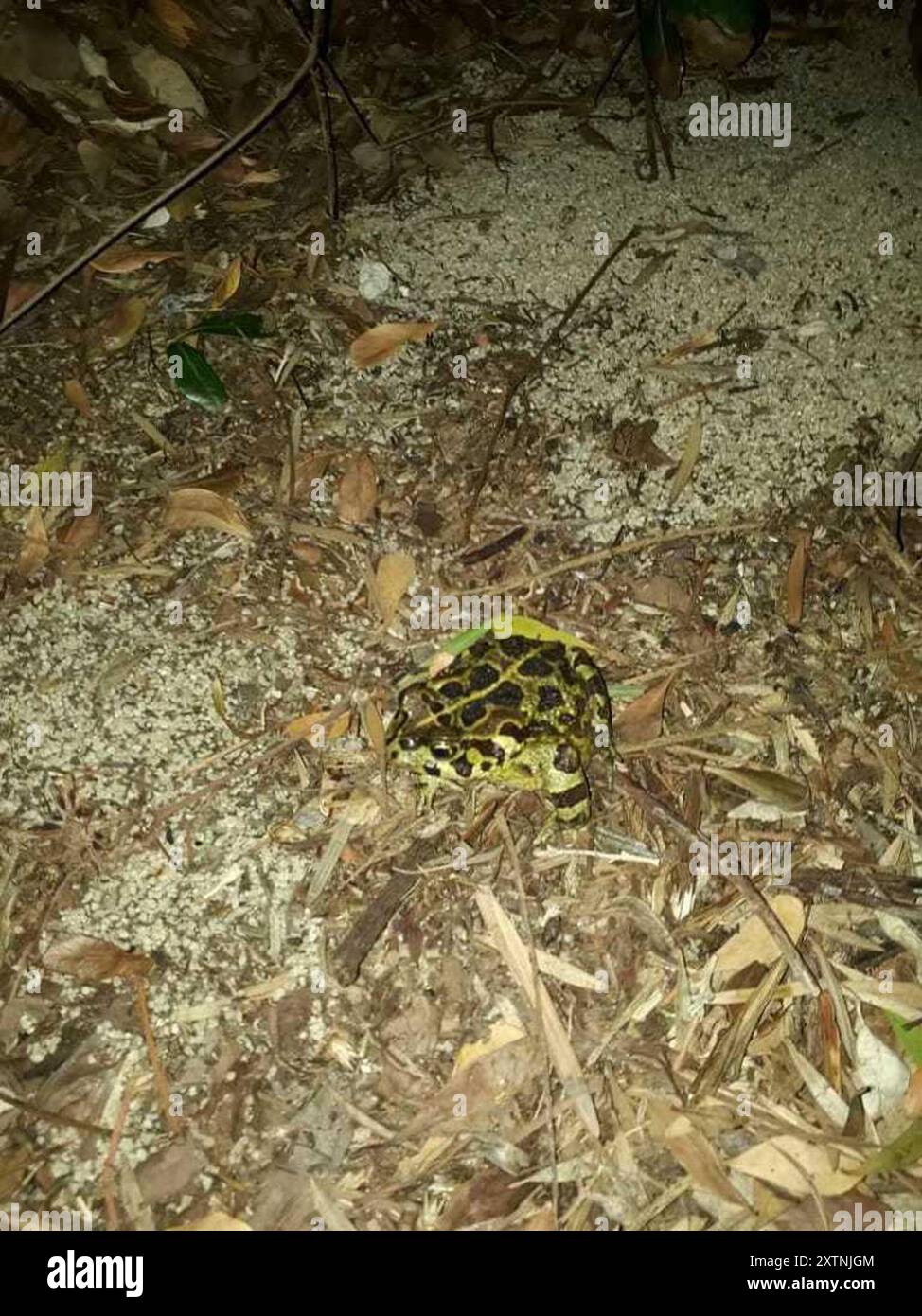 Western Leopard Toad (Sclerophrys pantherina) Amphibia Stock Photo - Alamy