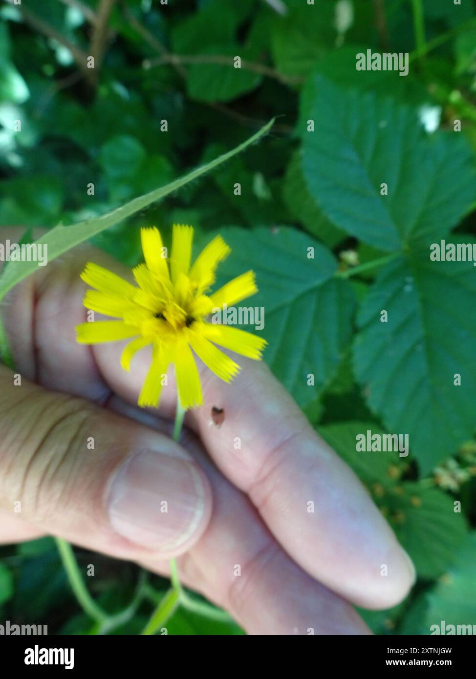common hawkweed (Hieracium lachenalii) Plantae Stock Photo - Alamy