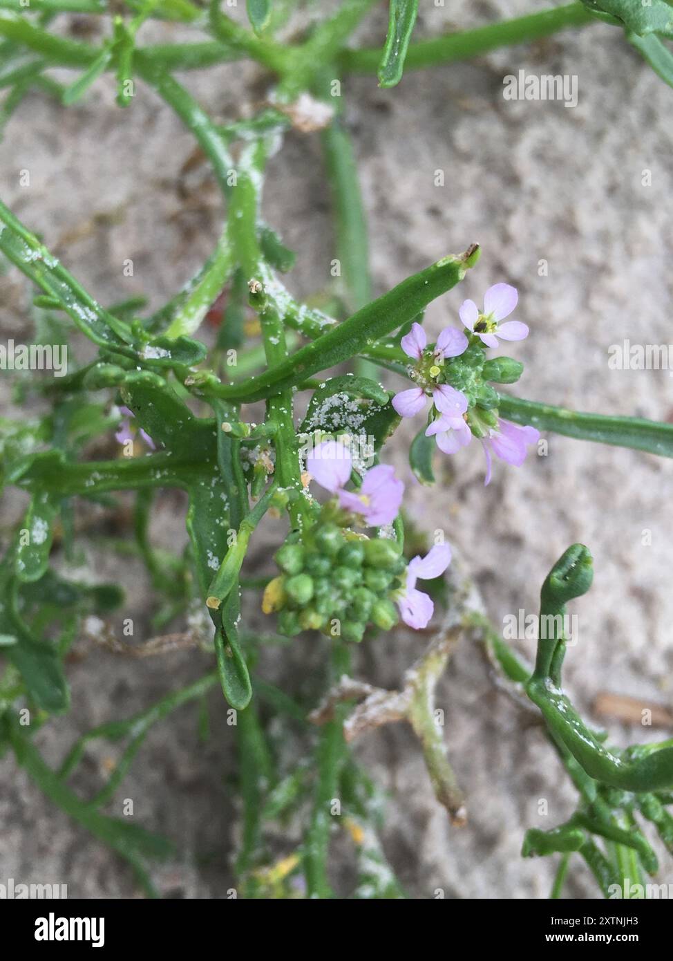 European Searocket (Cakile maritima) Plantae Stock Photo - Alamy