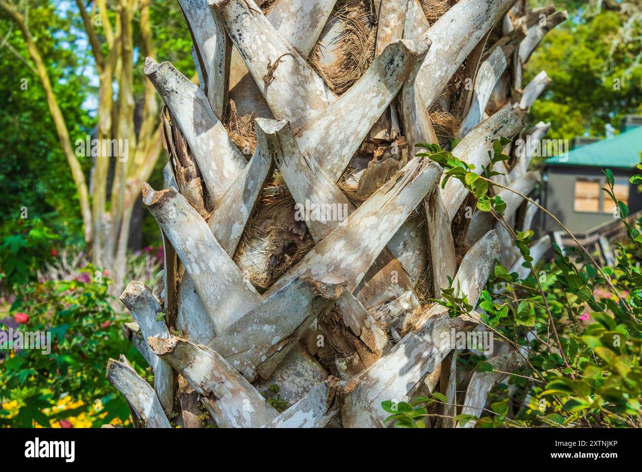 Texas Sabal Palm at Mercer Arboretum and Botanical Gardens in Spring ...