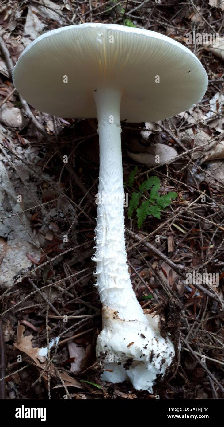 Eastern North American Destroying Angel (Amanita bisporigera) Fungi ...
