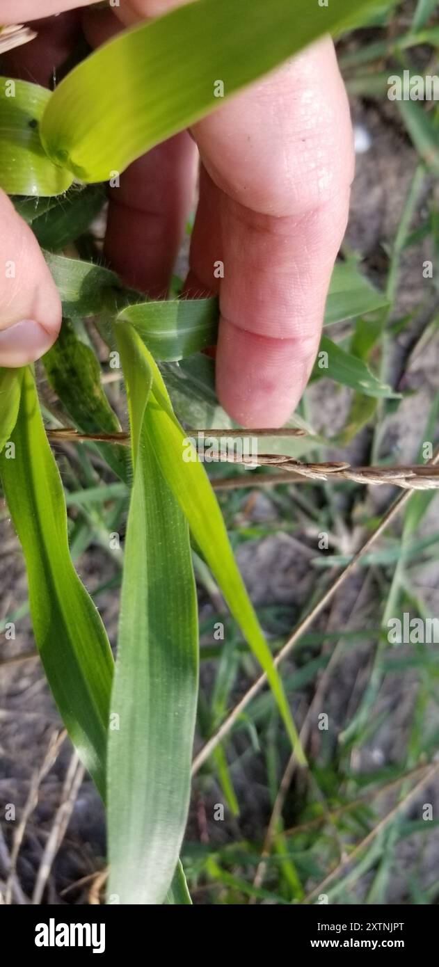 witch grass (Panicum capillare) Plantae Stock Photo - Alamy