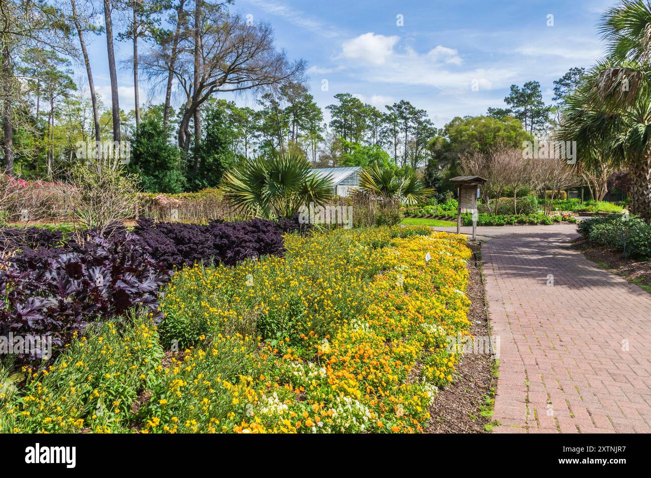 Brassica viola hi-res stock photography and images - Alamy