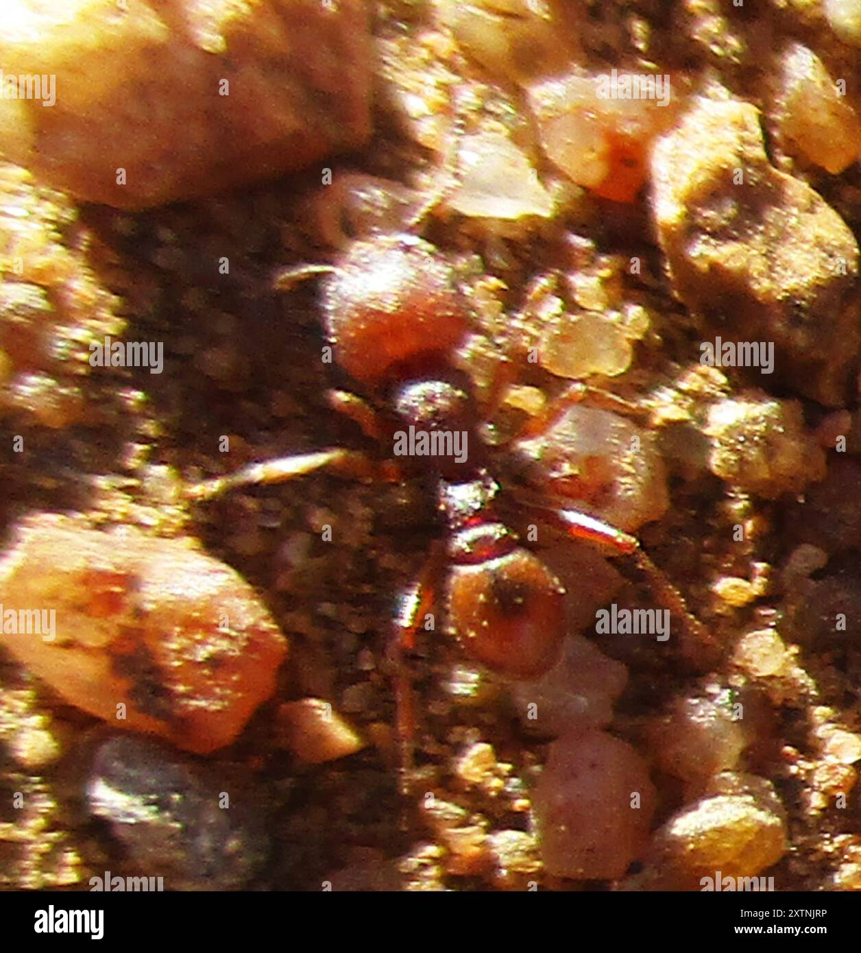 Fierce, Pennant, and Pavement Ants (Tetramorium) Insecta Stock Photo ...