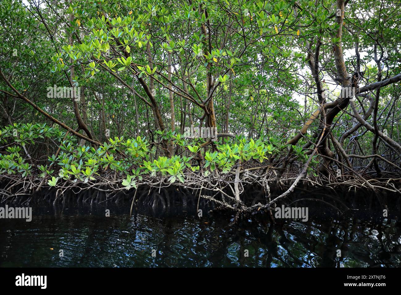 607 Red mangrove plants growing above the high-tide line on aerial ...