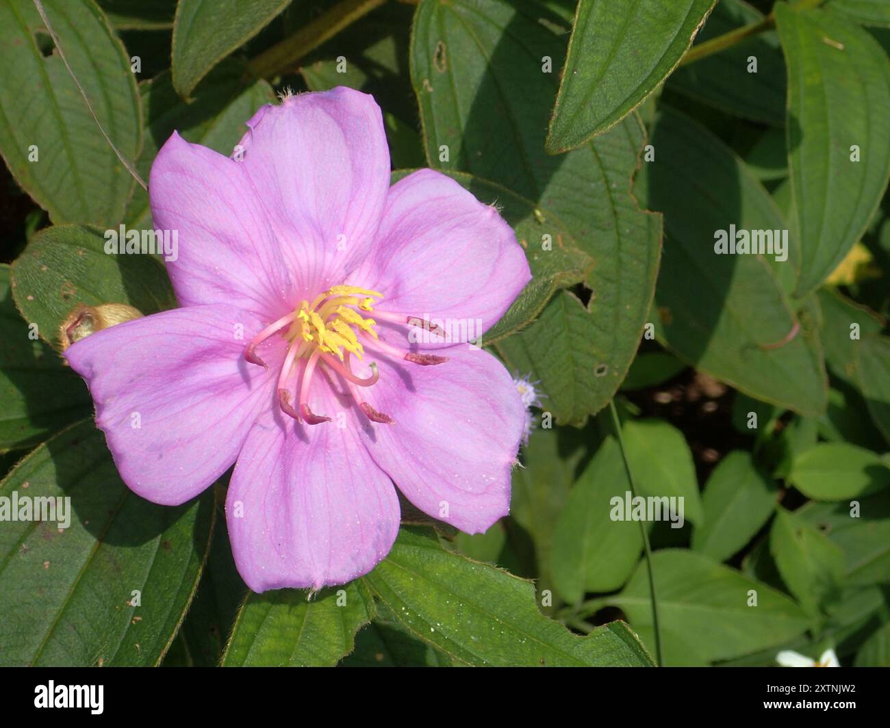 Common Melastoma (Melastoma candidum) Plantae Stock Photo - Alamy