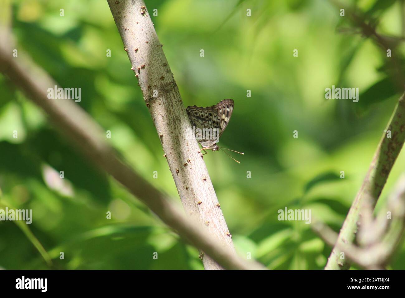 Hackberry Emperor (Asterocampa celtis) Insecta Stock Photo - Alamy