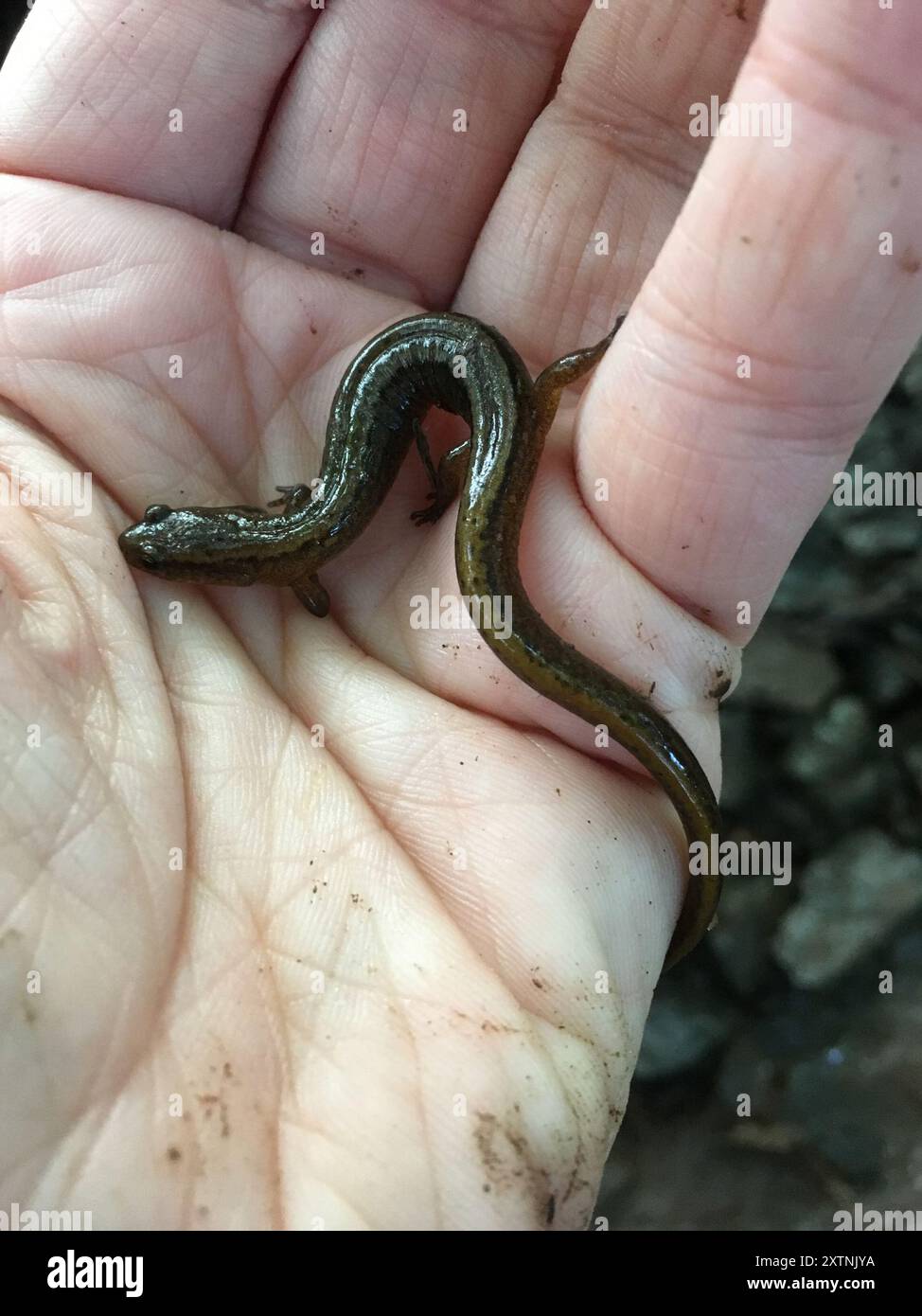 Northern Two-lined Salamander (Eurycea bislineata) Amphibia Stock Photo ...