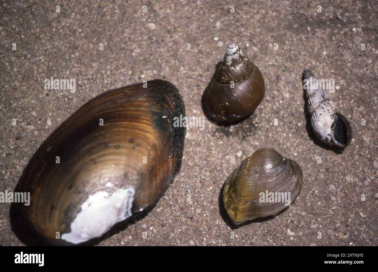 Gastropods (Gastropoda) Mollusca Stock Photo - Alamy