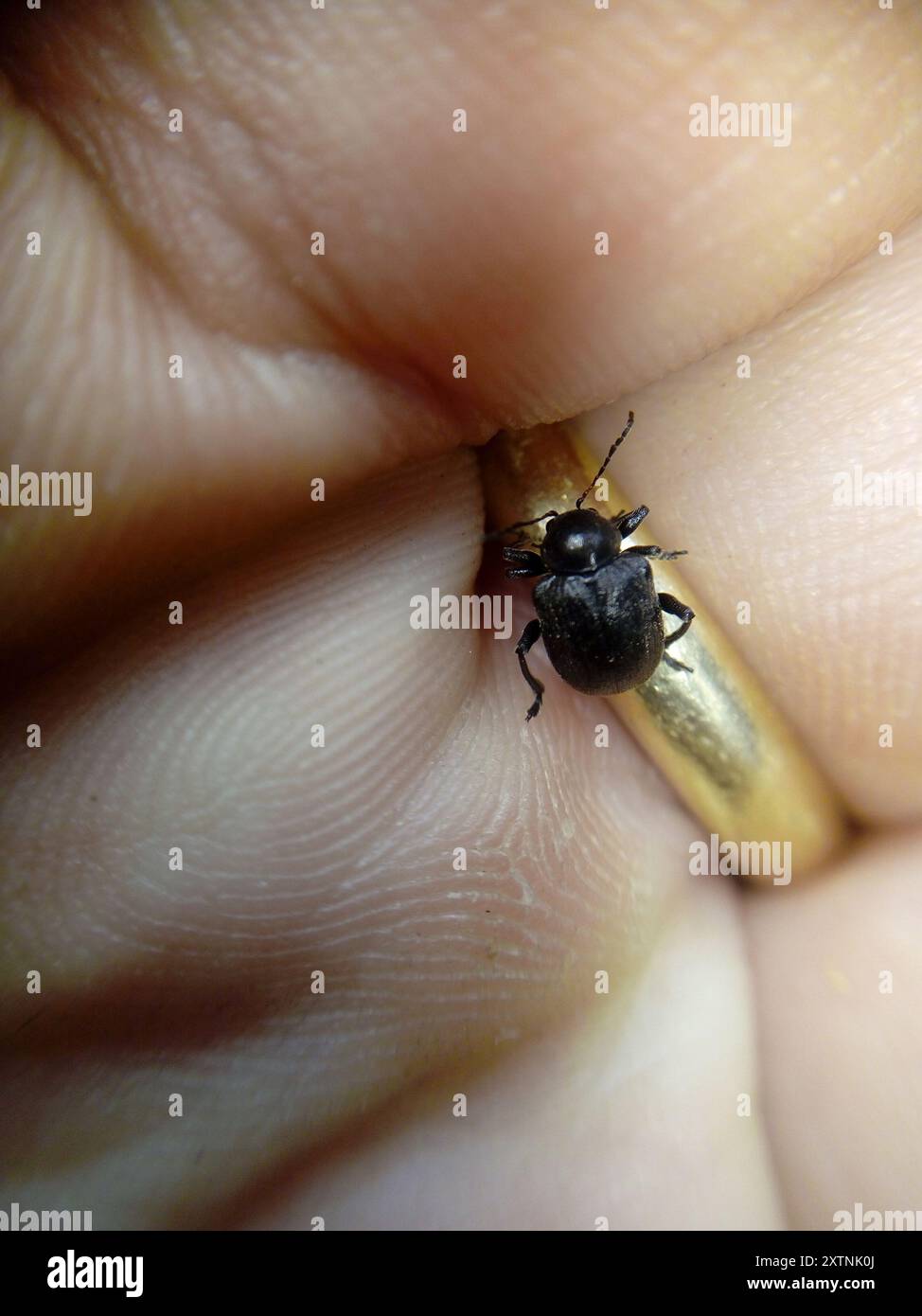 Western Grape Rootworm (Bromius obscurus) Insecta Stock Photo - Alamy