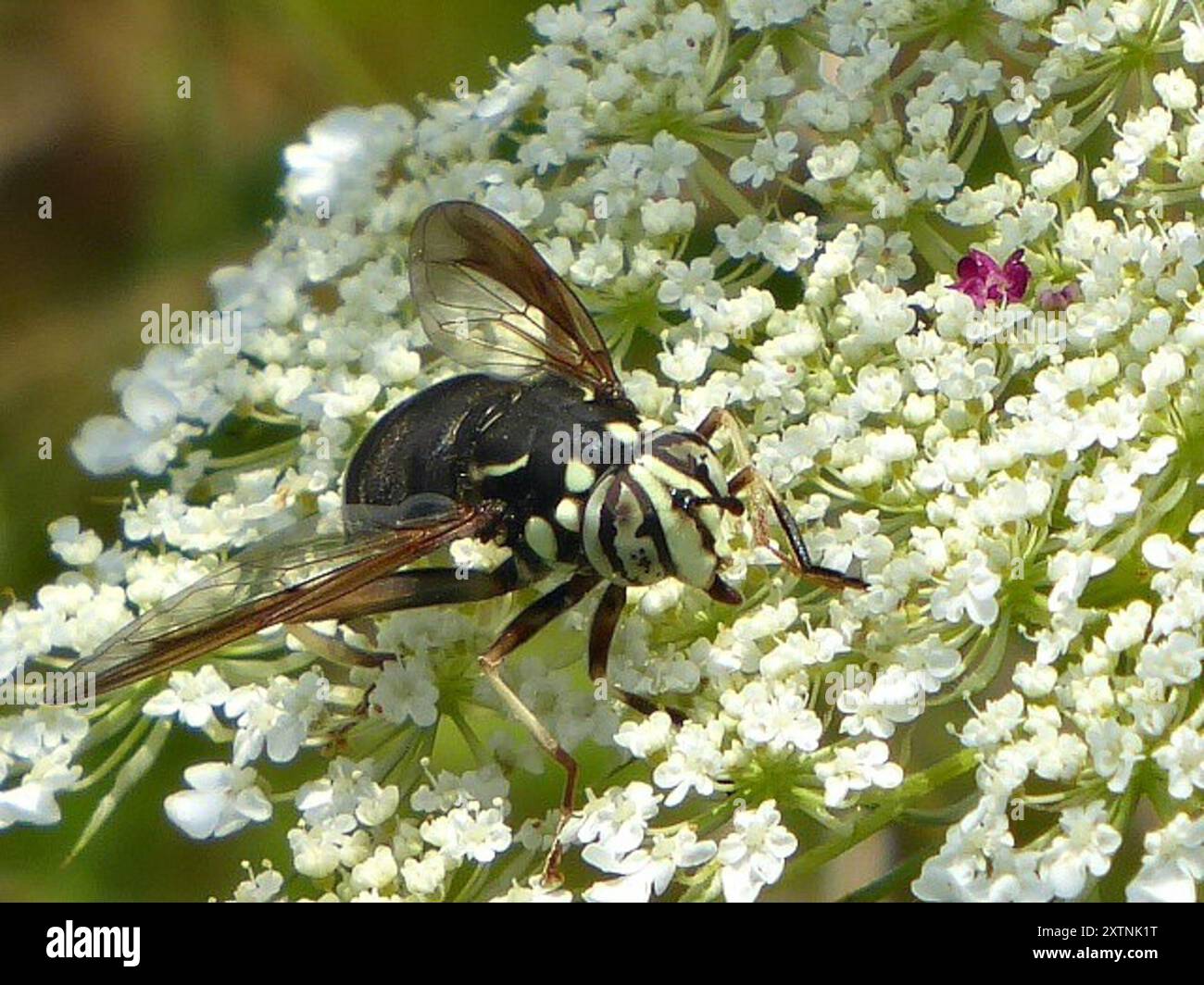 Bald faced hornet fly hi-res stock photography and images - Alamy