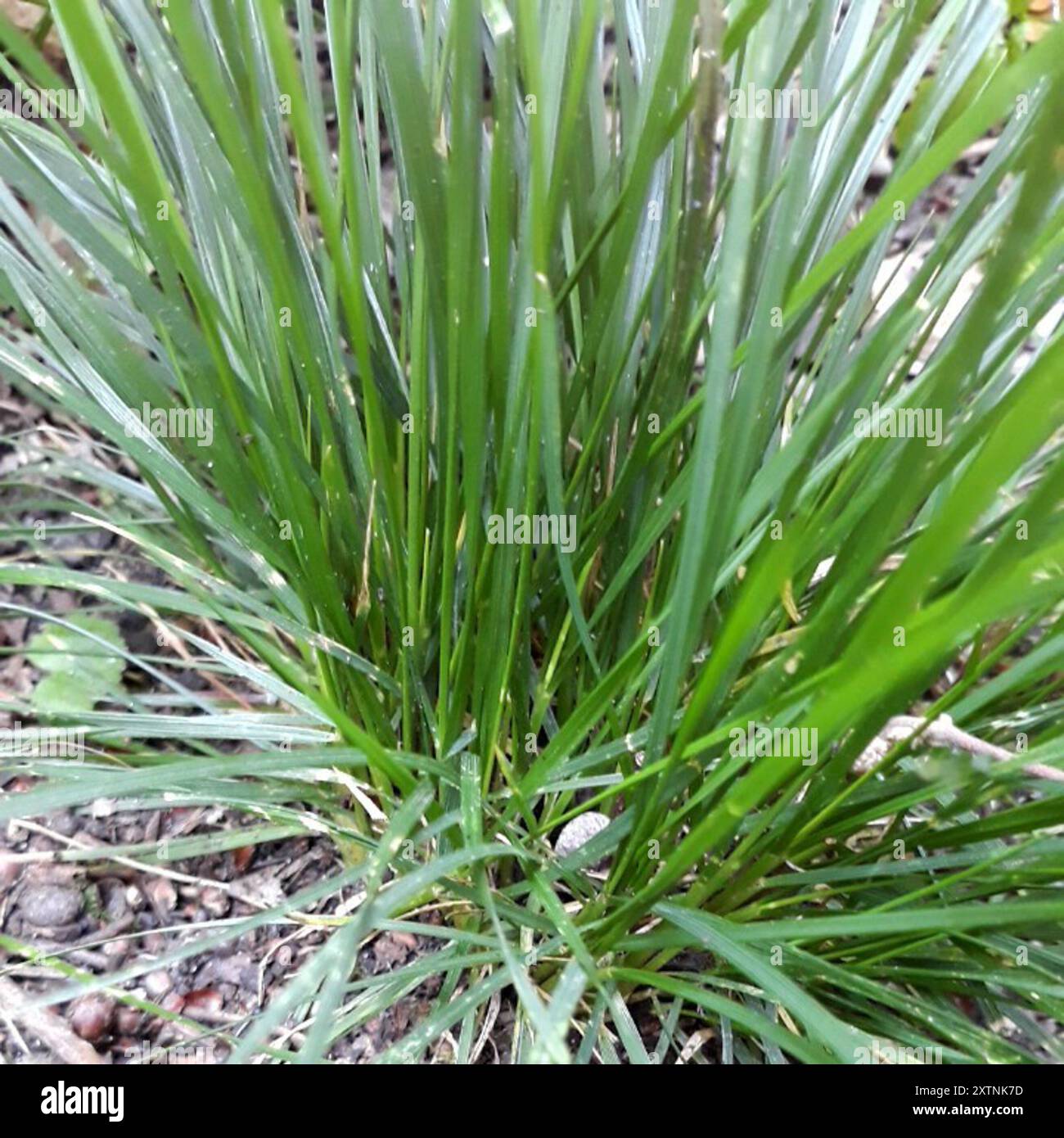 tufted hair grass (Deschampsia cespitosa) Plantae Stock Photo - Alamy
