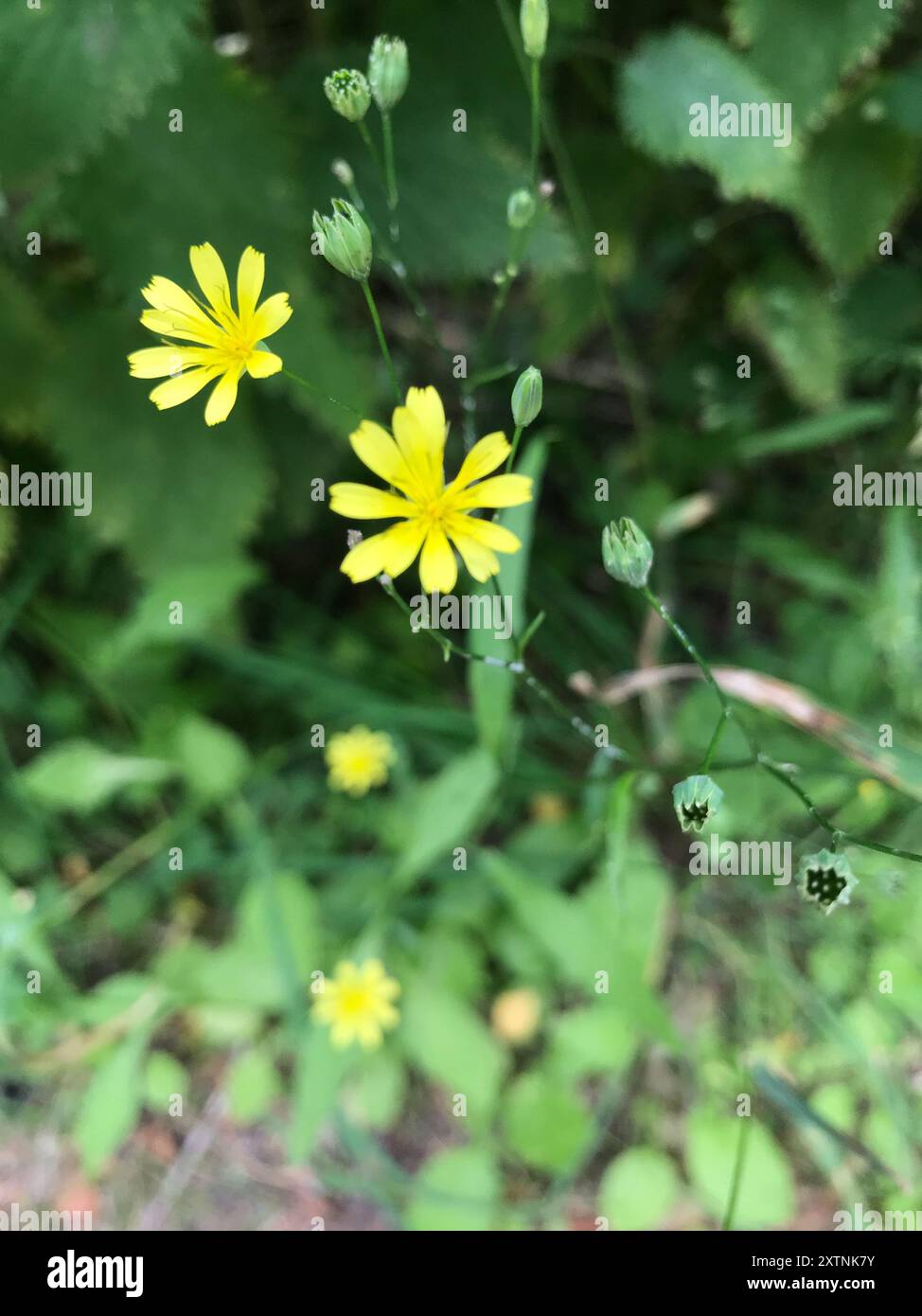 nipplewort (Lapsana communis) Plantae Stock Photo - Alamy