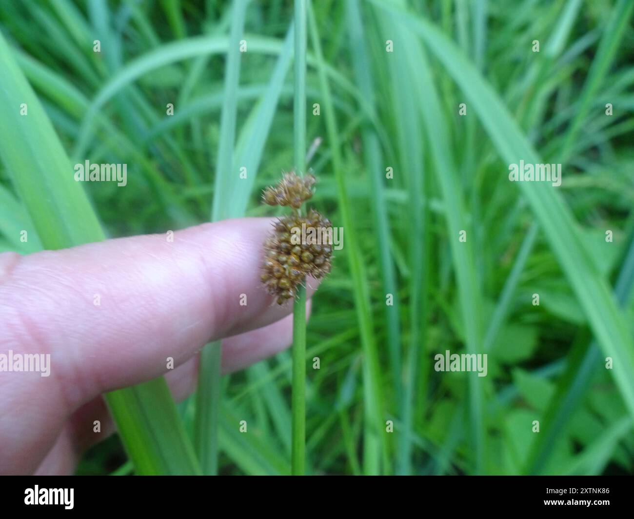 Compact rush juncus conglomeratus hi-res stock photography and images ...