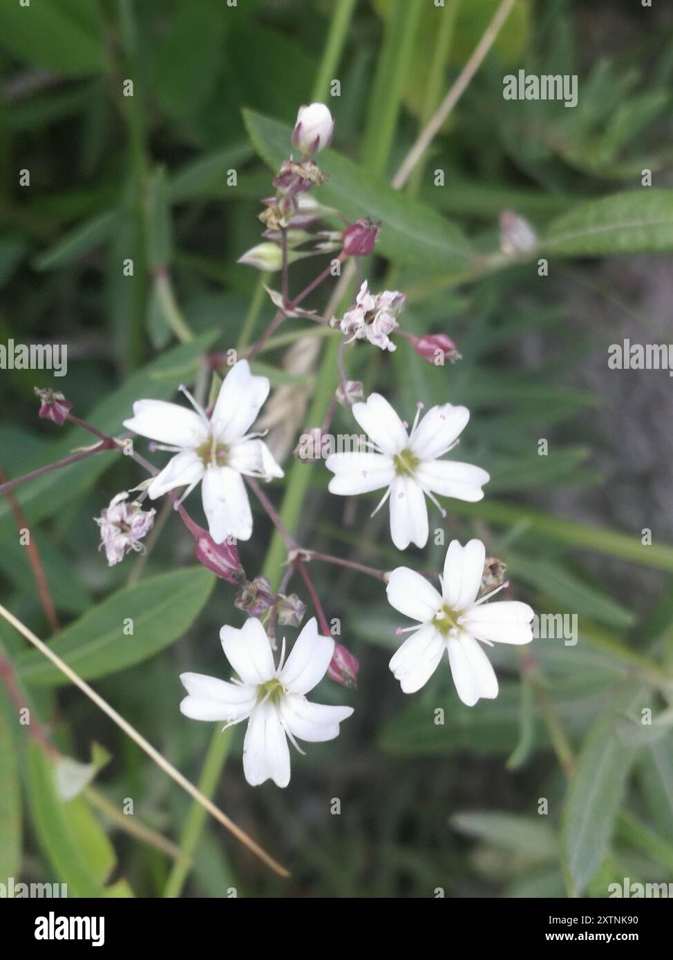 Creeping Baby's-breath (Gypsophila repens) Plantae Stock Photo - Alamy